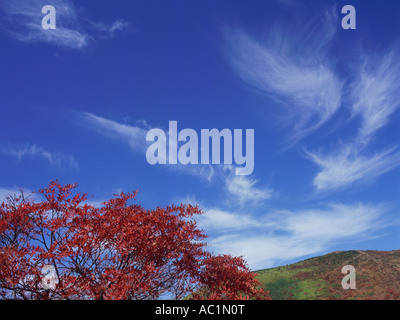 Rowan tree in Gunma Prefecture Japan Stock Photo - Alamy
