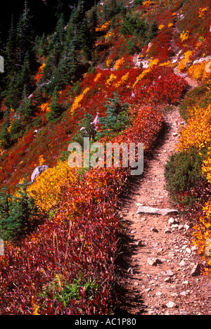 Fall colors along the High Divide Trail in Olympic National Park ...