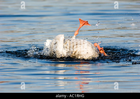 Greylag Goose diving in the water for food (Anser anser Stock Photo - Alamy