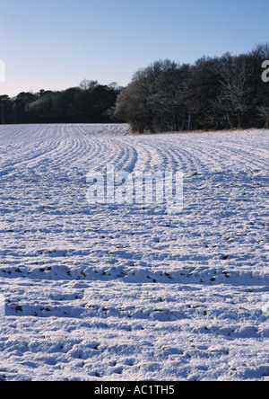 Snow On The Benacre Estate In Suffolk Uk Stock Photo - Alamy