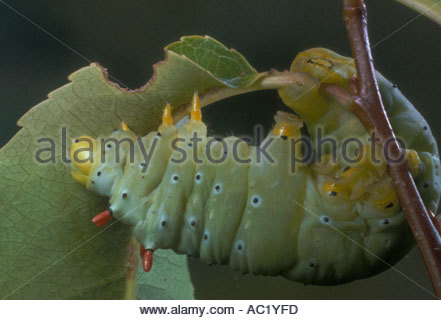 Promethea Moth (Callosamia promethea) caterpillar on host plant, Wild ...