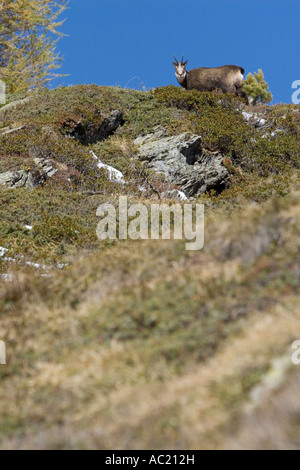 Chamoix above Martello valley, Alto Adige, Italy Stock Photo - Alamy