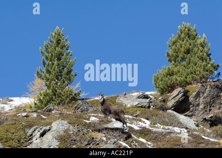 Chamoix above Martello valley, Alto Adige, Italy Stock Photo - Alamy