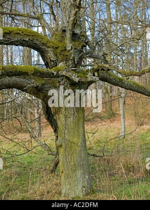 old cherry tree nearly dead on a meadow in autumn Stock Photo - Alamy