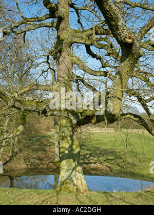 An old oak tree by the pond Stock Photo - Alamy