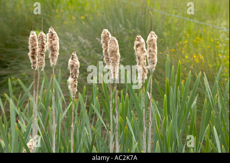 Bulrushes Reedmace in wildlife pond Stock Photo - Alamy