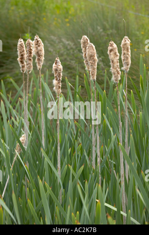Bulrushes Reedmace in wildlife pond Stock Photo - Alamy