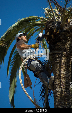 Spanish palm climber Stock Photo - Alamy