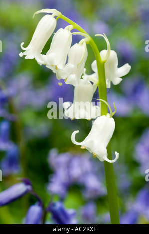 single bluebell plant with beautiful blue petals Stock Photo - Alamy