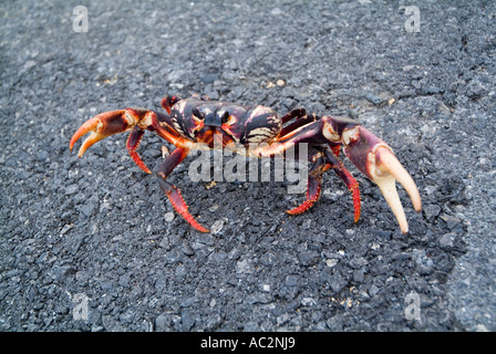 A red land crab - Gecarcinus lateralis - on the road to Maria la Gorda ...