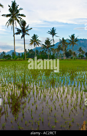 Rice fields in Kalibaru, Java, Indonesia, Asia Stock Photo - Alamy