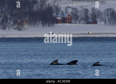 long-finned pilot whale, pothead whale, caaing whale, longfin pilot ...