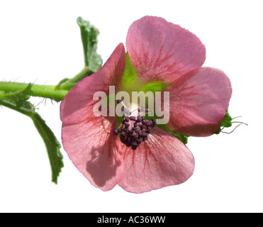 Cape mallow (Anisodontea capensis Stock Photo - Alamy
