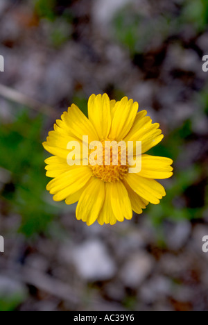 endangered Lakeside Daisy growing in Marblehead Ohio Stock Photo - Alamy