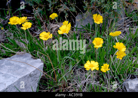 endangered Lakeside Daisy growing in Marblehead Ohio Stock Photo - Alamy