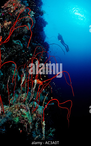 Red Sea Whip Corals, Sudan (Juncella Stock Photo - Alamy