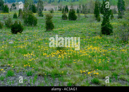 endangered Lakeside Daisy growing in Marblehead Ohio Stock Photo - Alamy