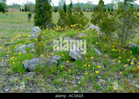 endangered Lakeside Daisy growing in Marblehead Ohio Stock Photo - Alamy