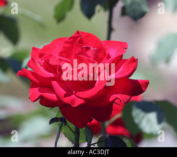 Red Olympiad hybrid tea rose with green leaves and stems Stock Photo ...