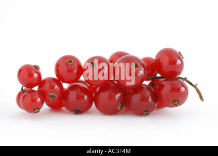FRESH REDCURRANTS RIBES SATIVUM ON A WHITE BACKGROUIND Stock Photo - Alamy