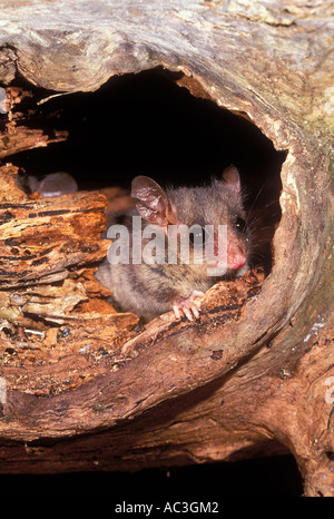 Eastern Pygmy Possum Stock Photo - Alamy