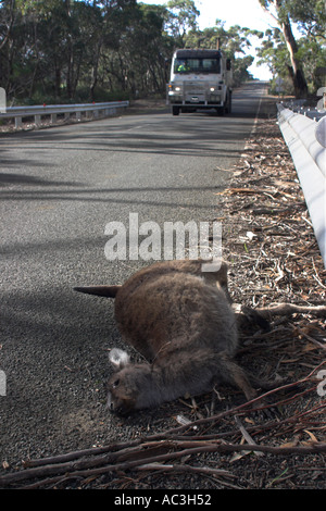 Dead Western Grey Kangaroo (Macropus fuliginosus) on road, Kangaroo ...