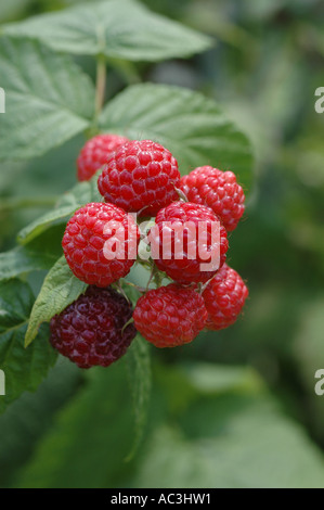 A closeup of a cluster of black raspberries ripening Stock Photo - Alamy