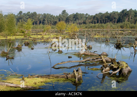 Blakemere Moss lake in Delamere Forest Park in Cheshire Stock Photo - Alamy