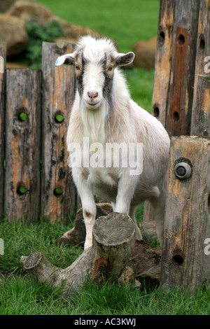 Pygmy Goat on Norfolk Farm May Stock Photo - Alamy