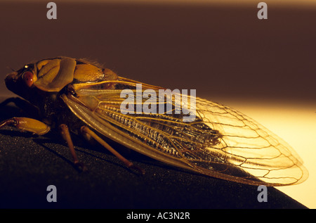 Green Grocer or Yellow Monday cicadas Victoria, Australia, Horizontal ...