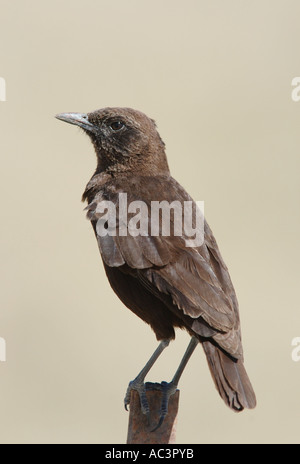 Northern Anteater Chat (Myrmecocichla aethiops cryptoleuca) immature ...