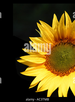 Close-up of a big black common raven (Corvus corax) Bird on a Meadow ...
