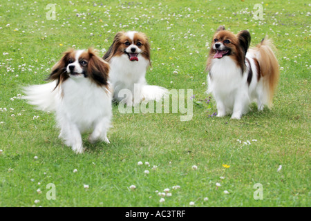 Continental Toy Spaniel at dog show, Moscow Stock Photo - Alamy