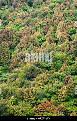 Native Bush Ruahine Forest Park Ruahine Ranges Tararua North Island New ...