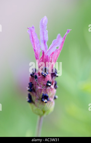 Lavender flower close up in a field Stock Photo - Alamy