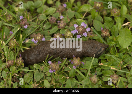 Red Fox Scat Vulpes vulpes Stock Photo - Alamy