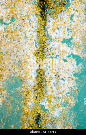 colourful textured pattern of rust and algae on steel sheeting Stock ...