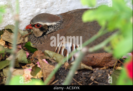 Red legged Partridge at nest Stock Photo: 12878590 - Alamy