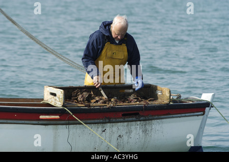 A traditional oyster dredger sailing boat at work in Carrick Roads in ...