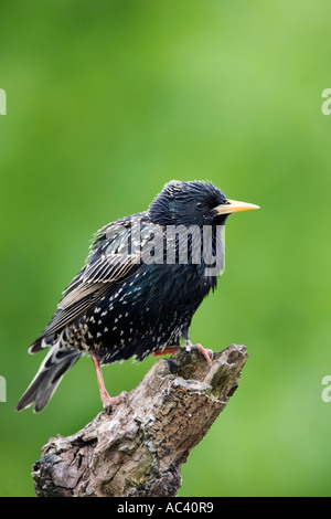 Starling Sturnus vulgaris with puffed up feathers standing looking ...