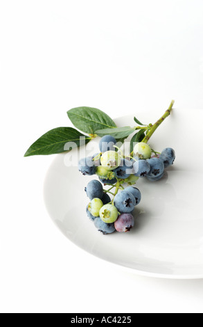 Freshly picked blueberries Stock Photo - Alamy