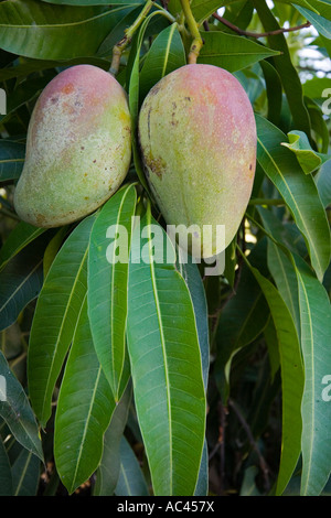 A mango tree in fructification (Mangifera indica). Mexico. Manguier en ...