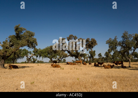 An extensive Alentejana cattle rearing (Portugal). Elevage extensif de ...