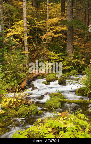 Roaring River, Aufderheide National Scenic Byway, Willamette National ...