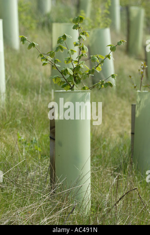 green Embankment as Erosion protection on a Shrub avenue Stock Photo ...