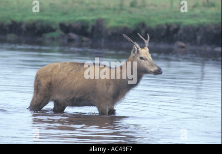 Pere David's deer (Elaphurus davidianus), also known as the milu or ...
