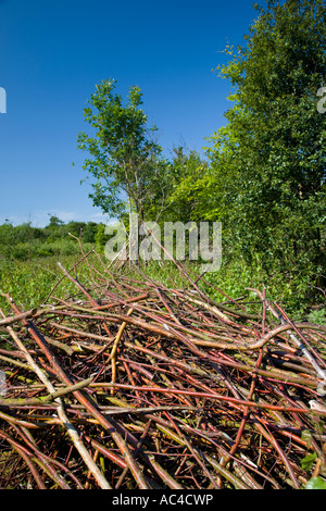 Hazel branches are cut and stripped for use in traditional wattle ...