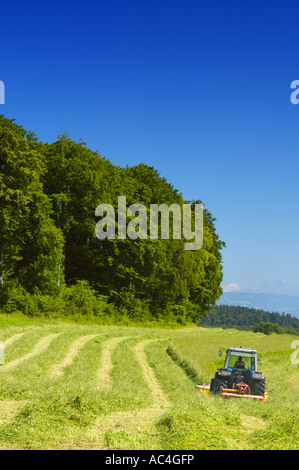 A Swiss farmer cutting grass for hay with a small mechanical mower in a ...