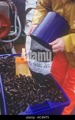 grading and sorting mussels by size Stock Photo - Alamy