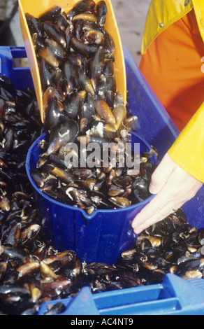 Grading and sizing live mussels for size amd appearance Stock Photo - Alamy
